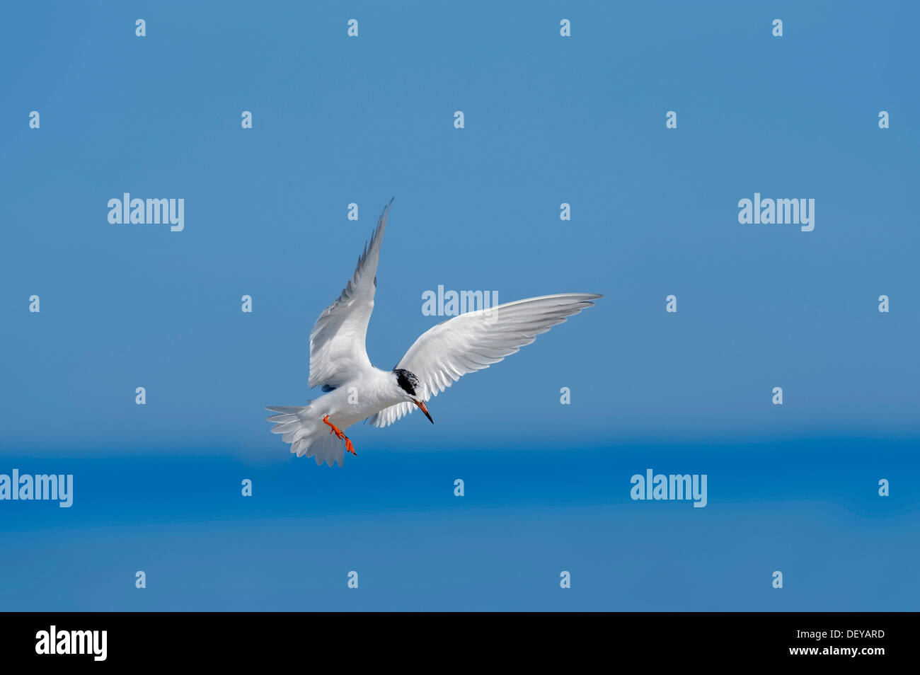 Forster's Tern (Sterna forsteri) in flight, Florida, United States ...