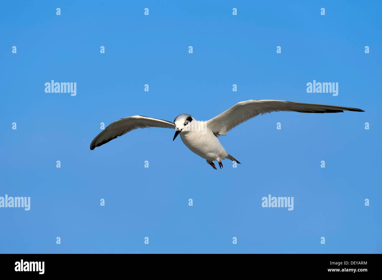 Forster's tern hi-res stock photography and images - Alamy