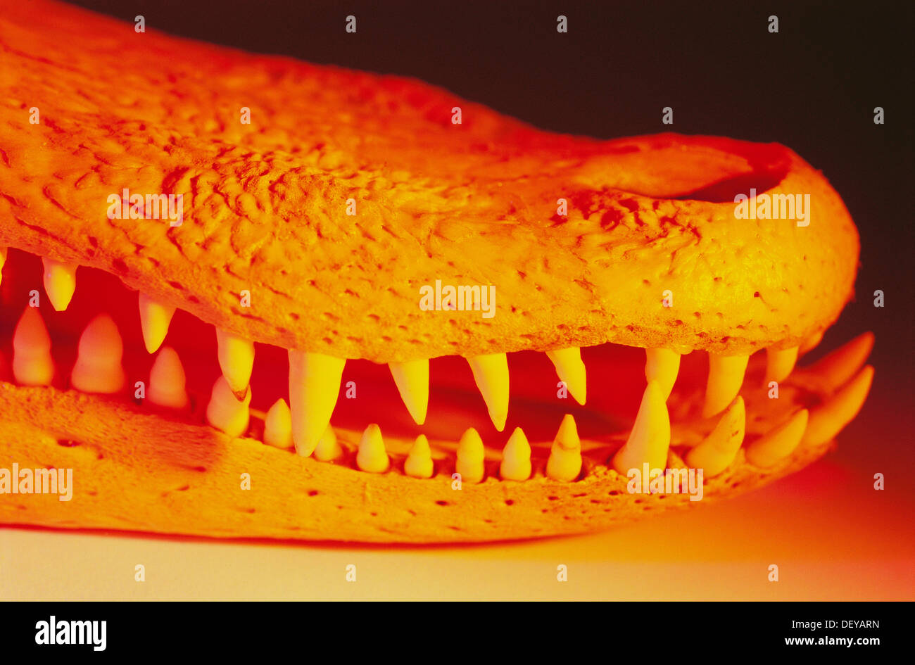 Alligator mississippiensis skull hi-res stock photography and images ...