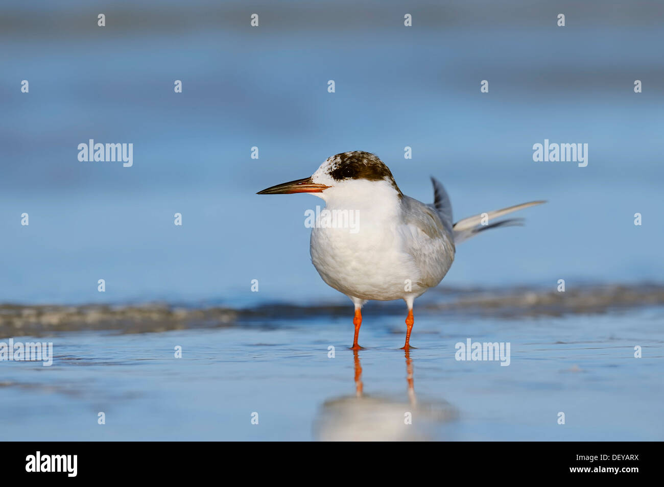 Forster's Tern (Sterna forsteri), Florida, United States Stock Photo ...