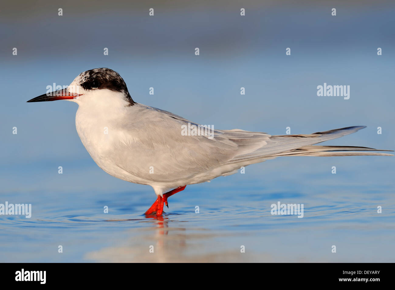 Forster's Tern (Sterna forsteri), Florida, United States Stock Photo ...