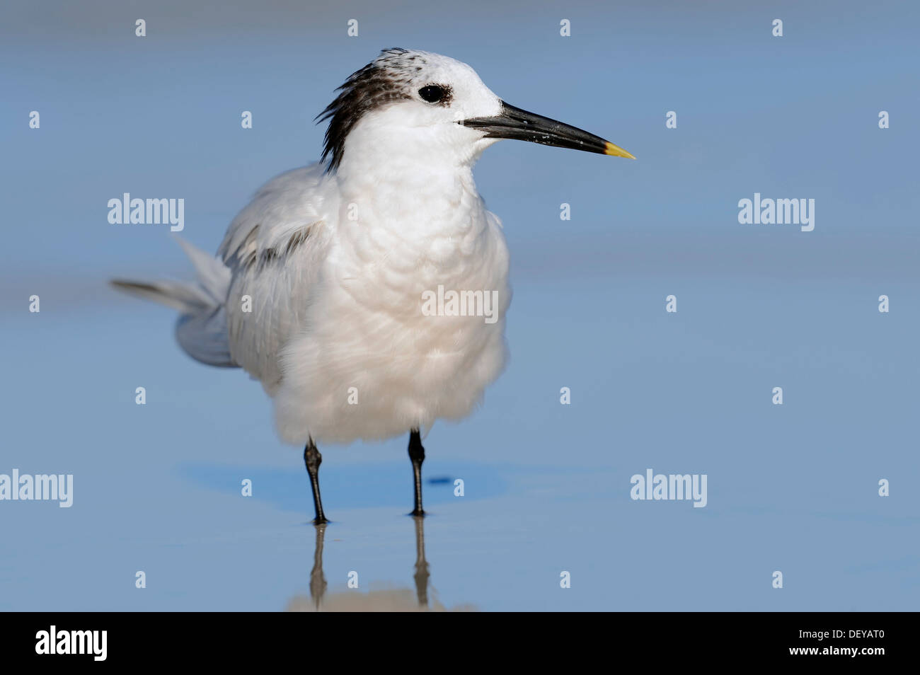 Sandwich Tern (Sterna sandvicensis, Thalasseus sandvicensis) in winter ...