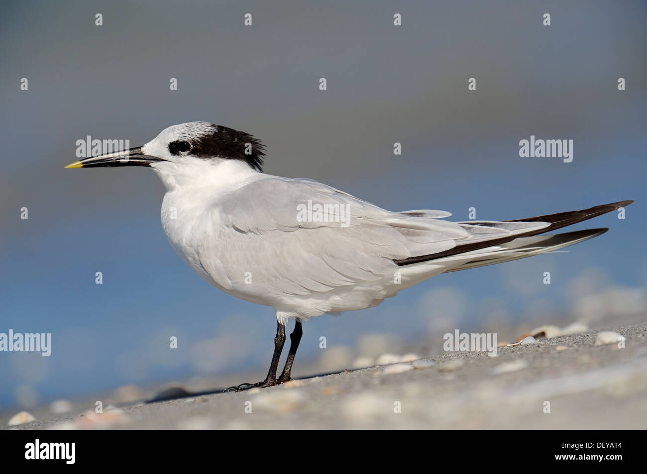Sandwich Tern (Sterna sandvicensis, Thalasseus sandvicensis) in winter ...