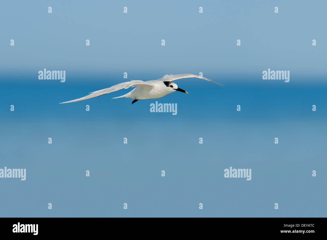 Sandwich tern in winter plumage hi-res stock photography and images - Alamy