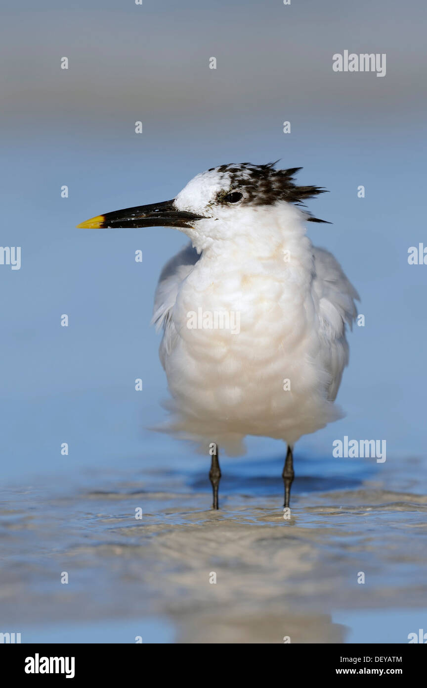 Sandwich Tern (Sterna sandvicensis, Thalasseus sandvicensis) in winter ...
