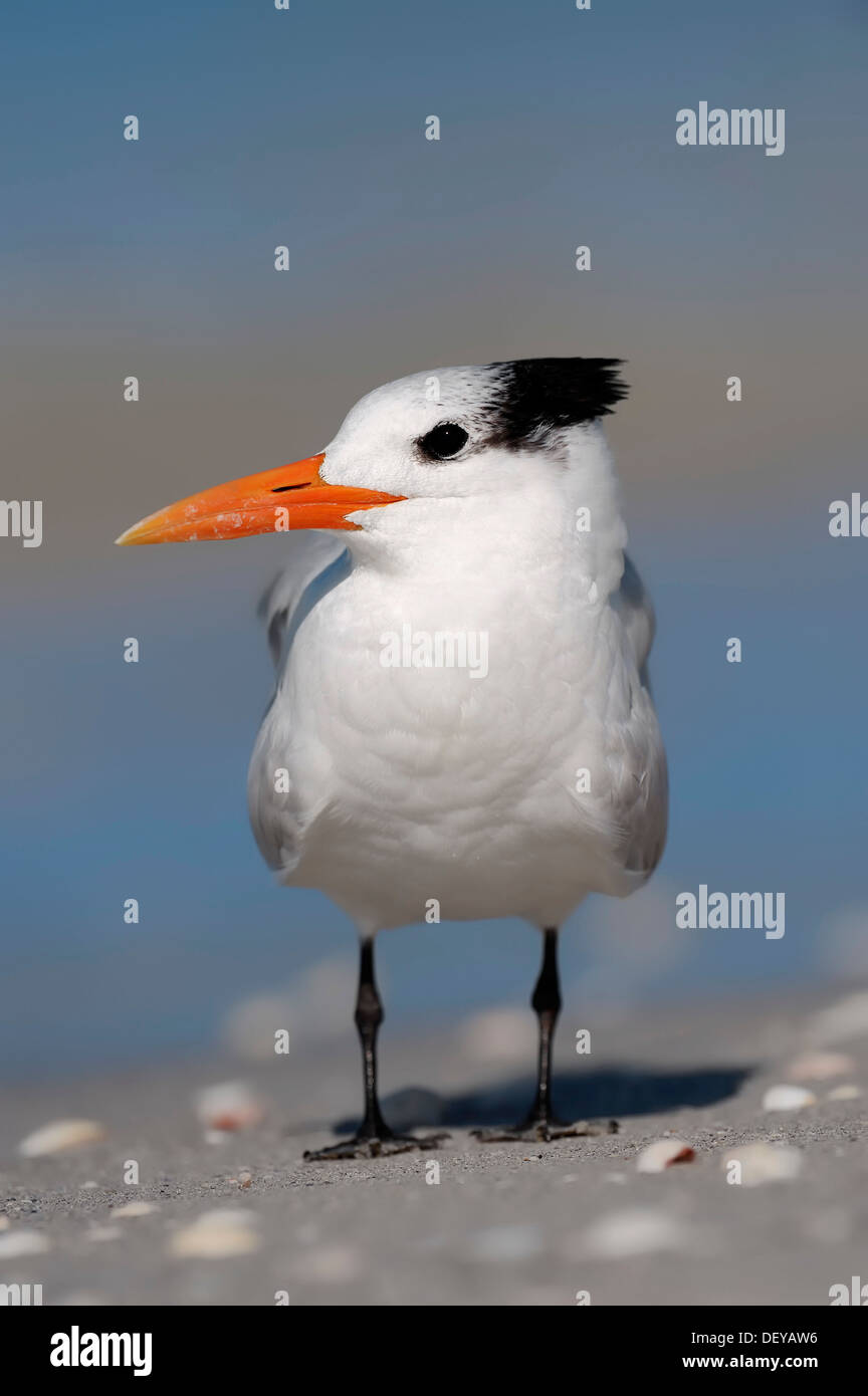 Royal Tern (Sterna maxima, Thalasseus maximus) in winter plumage ...