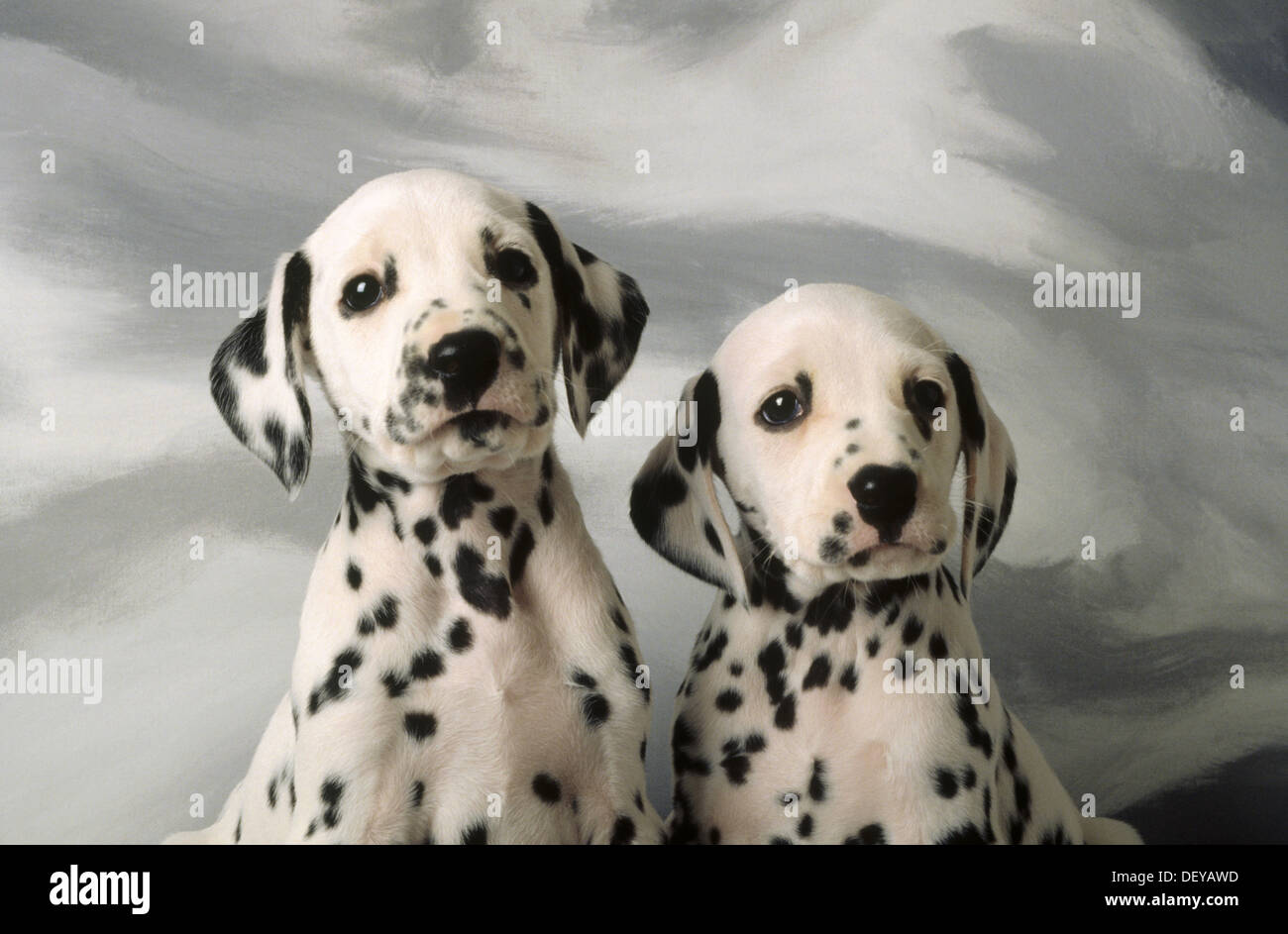 Puppies dalmatian hi-res stock photography and images - Alamy