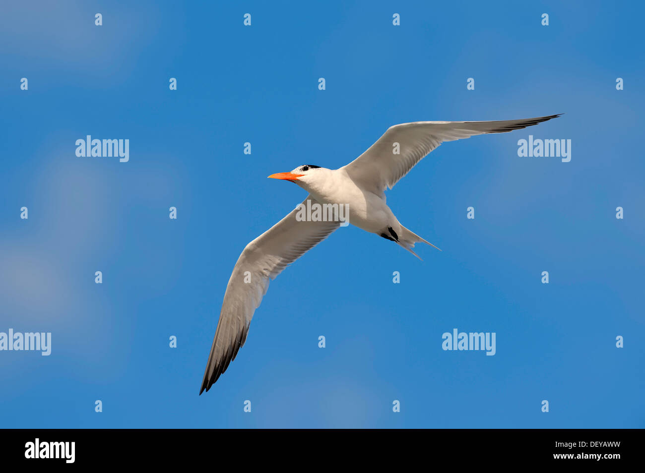 Royal Tern (Sterna maxima, Thalasseus maximus), in flight, Sanibel ...