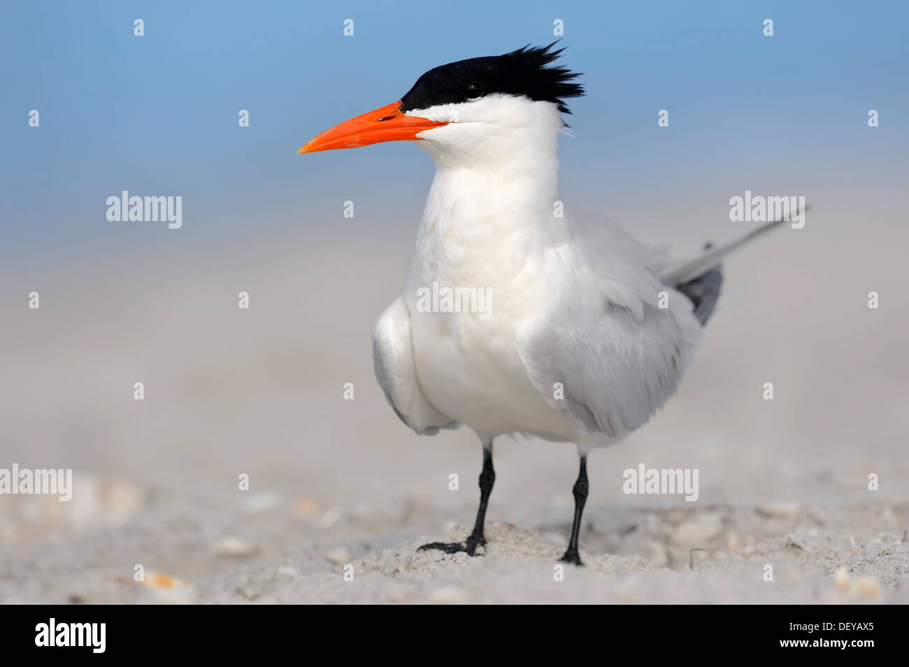 Royal Tern (Sterna maxima, Thalasseus maximus) on the beach, Sanibel ...