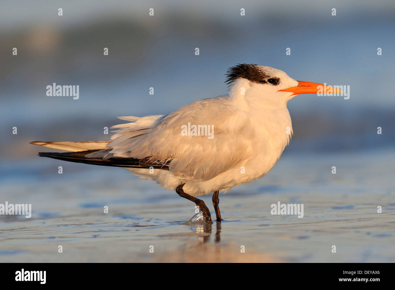 Royal Tern (Sterna maxima, Thalasseus maximus) in winter plumage ...