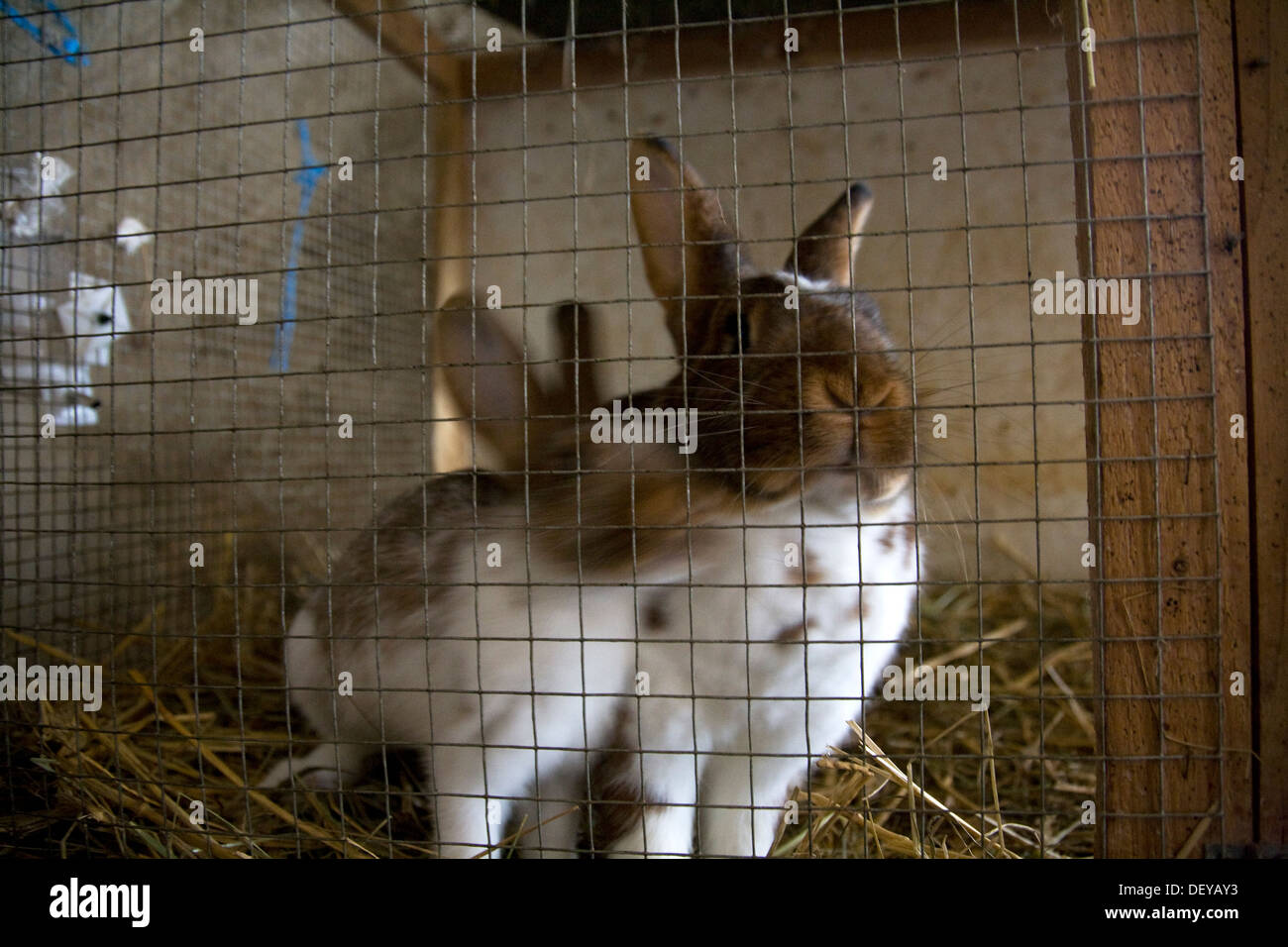 Rabbit through a cage hi-res stock photography and images - Alamy