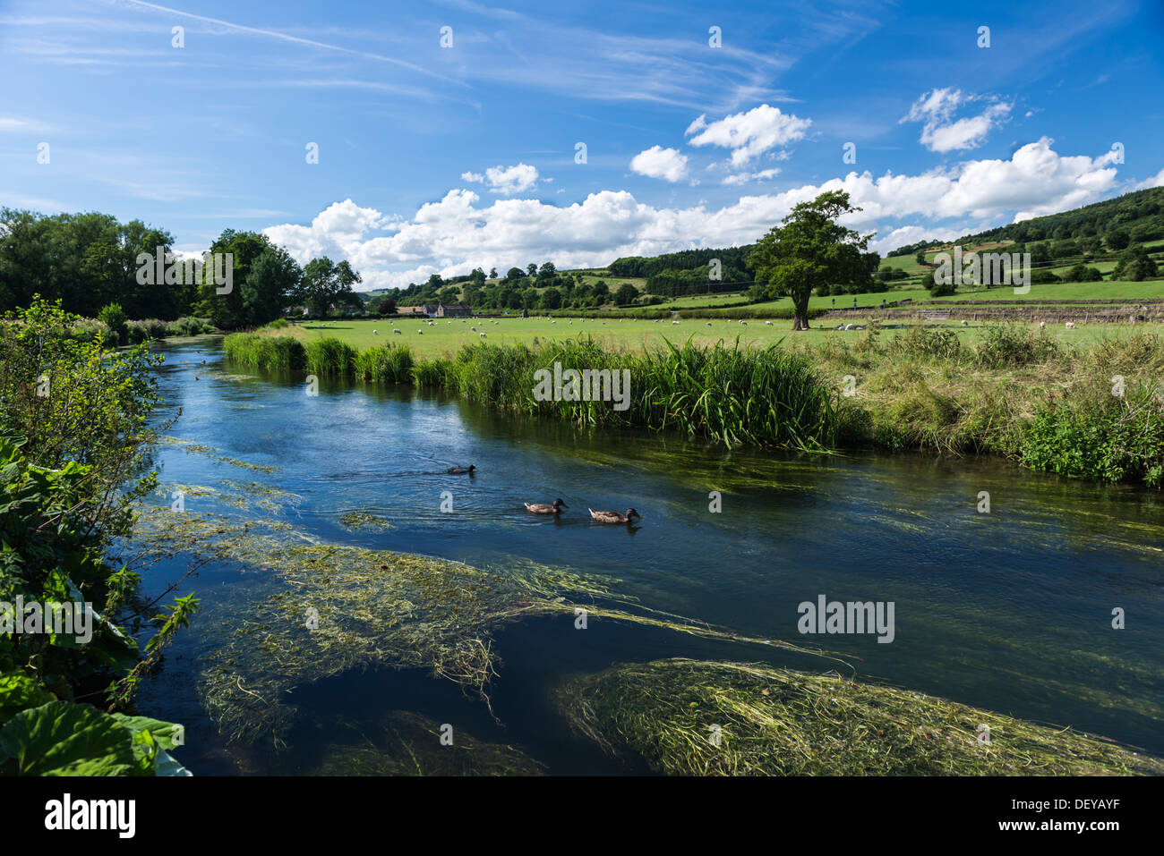 Landscape scene of the River Wye in the Peak District Derbyshire Stock ...