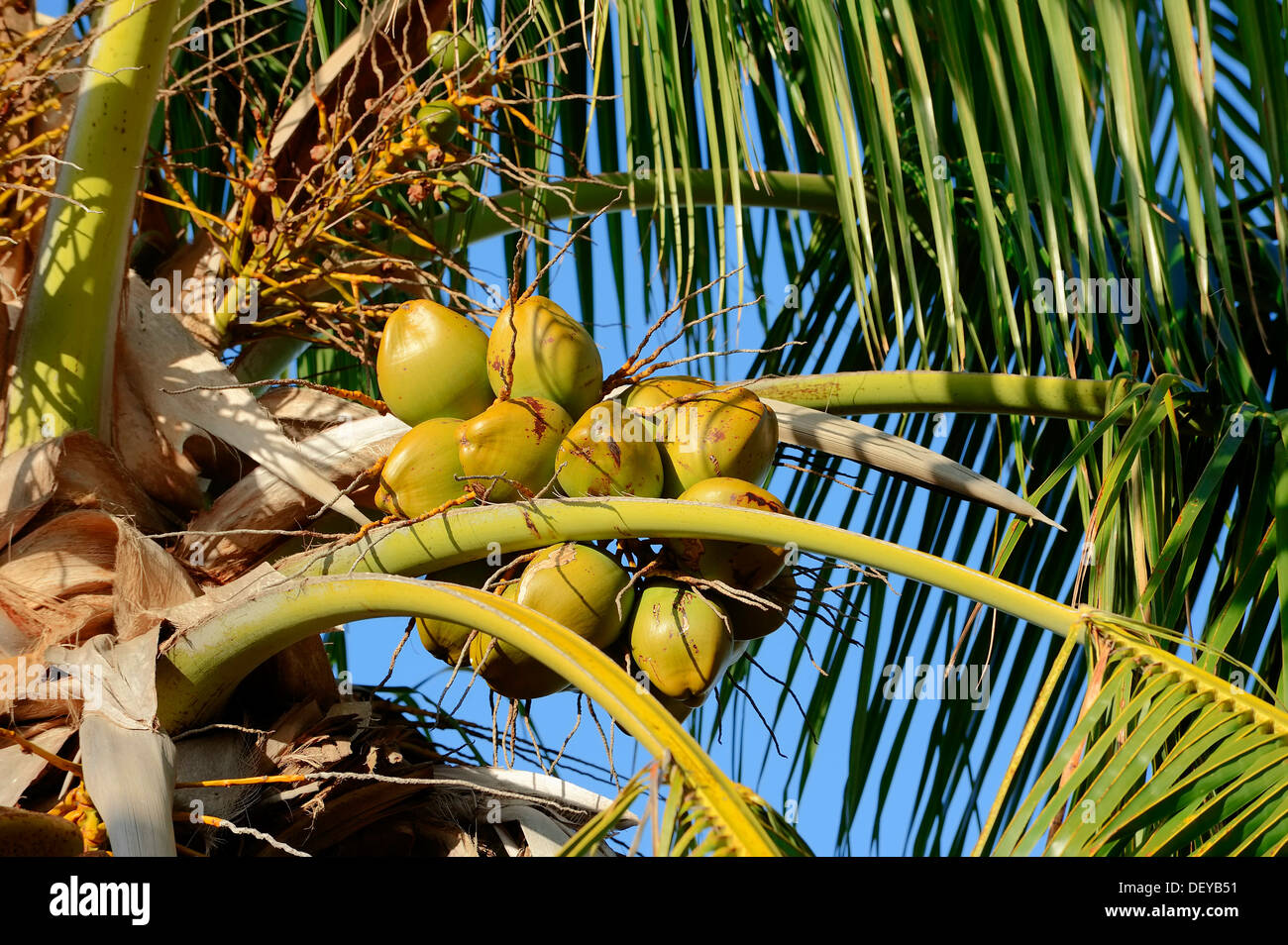 Coconut palm (Cocos nucifera), coconuts, Everglades-Nationalpark ...
