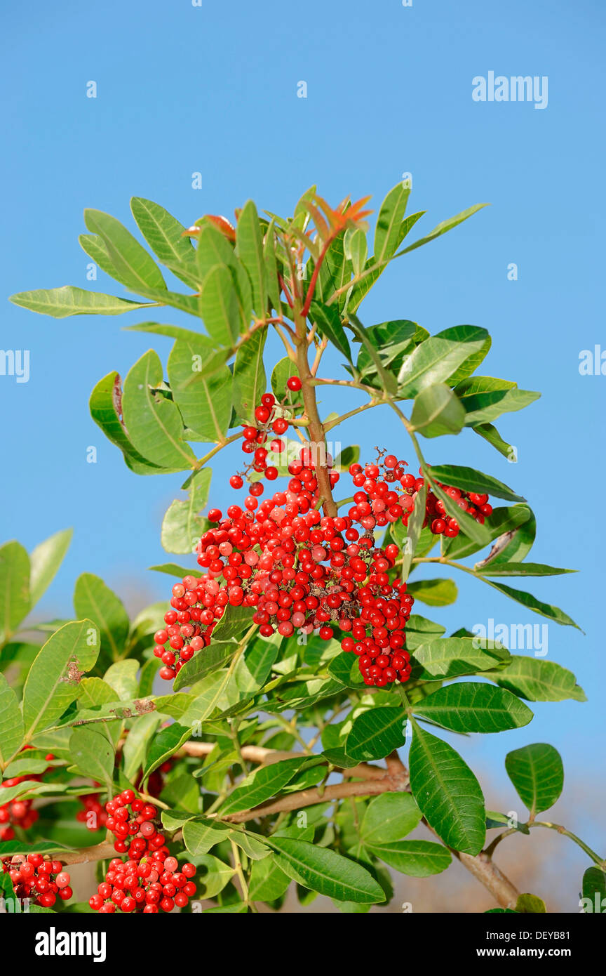 Brazilian Pepper, Aroeira, Rose Pepper or Christmasberry (Schinus ...