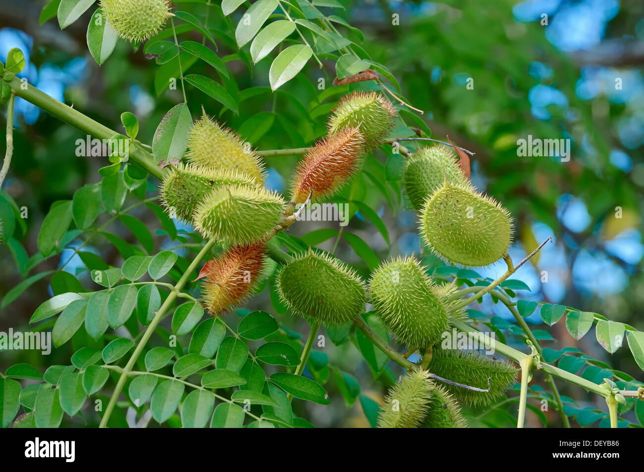 Gray Nicker (Caesalpinia bonduc, Caesalpinia bonducella), branch with ...