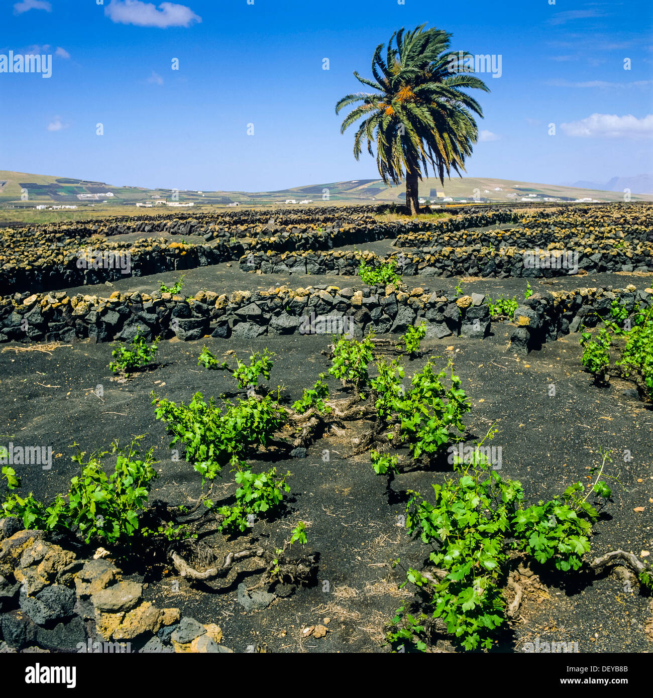 Palm vine pits in hi-res stock photography and images - Alamy