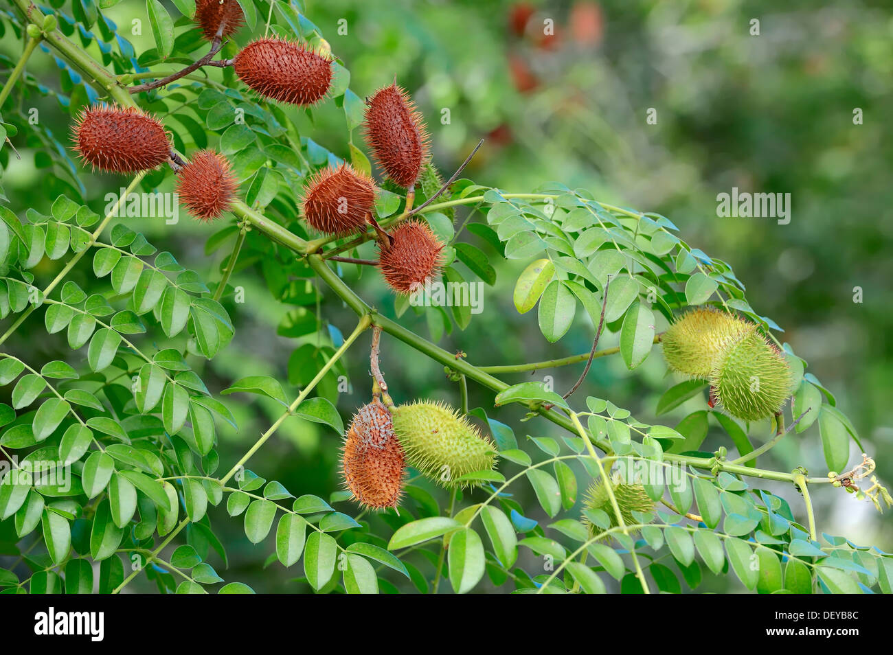 Caesalpinia hi-res stock photography and images - Alamy