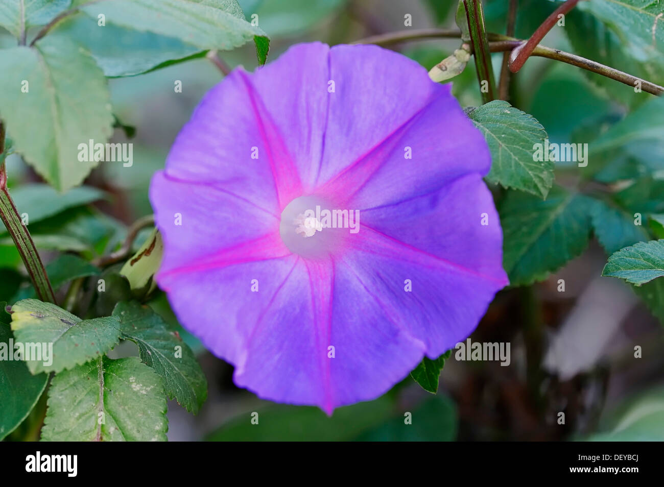 Everglades morning glory hi-res stock photography and images - Alamy
