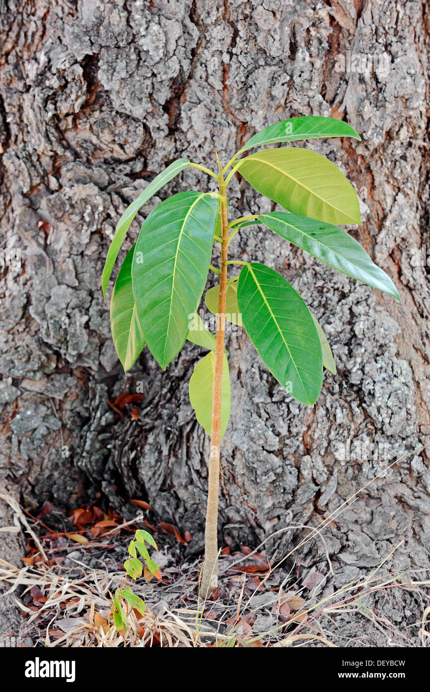 Florida Strangler Fig or Strangler Fig (Ficus aurea), seedling ...