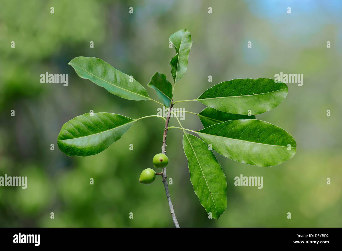Bearded fig ficus citrifolia hi-res stock photography and images - Alamy