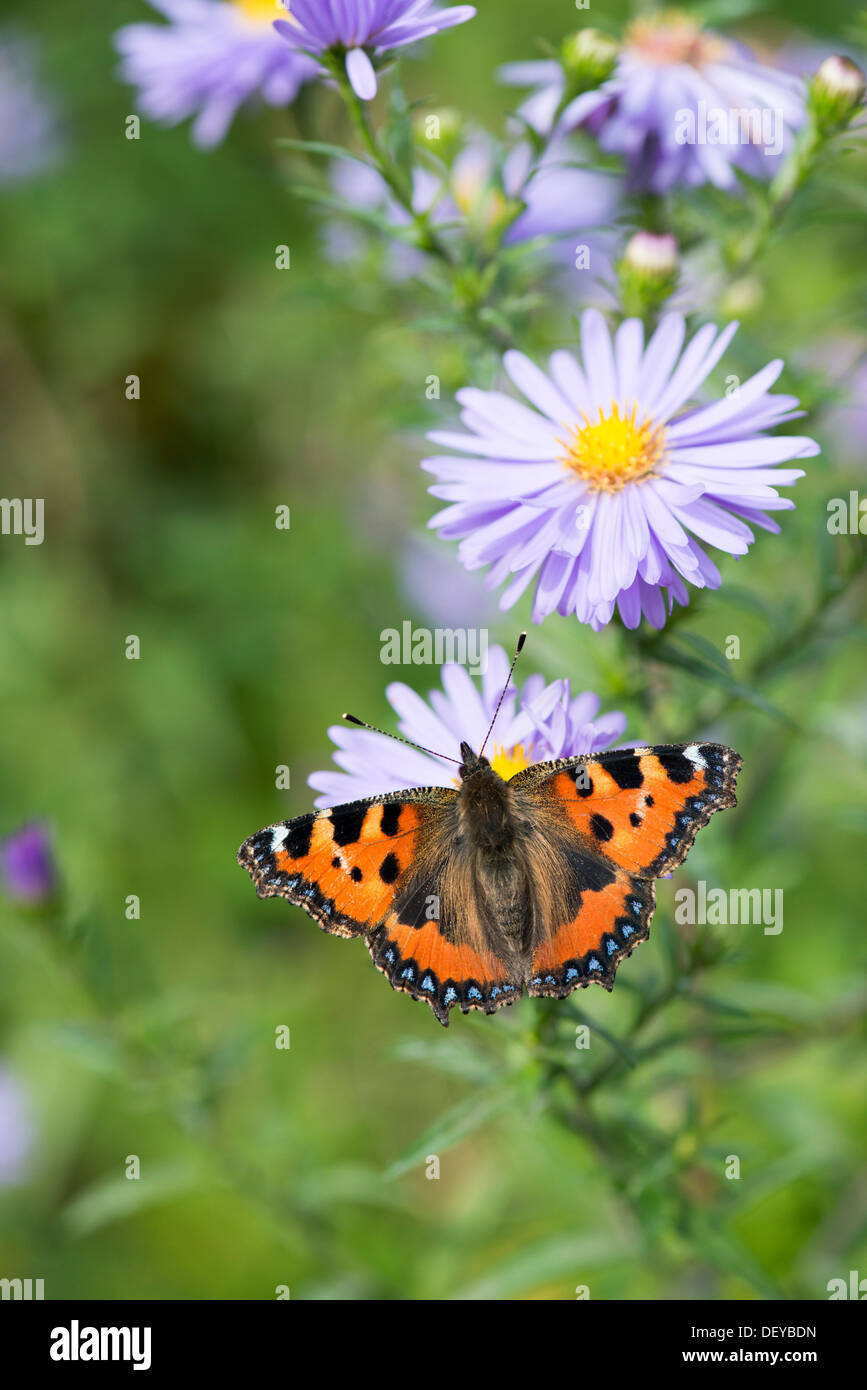 Small tortoiseshell on aster hi-res stock photography and images - Alamy