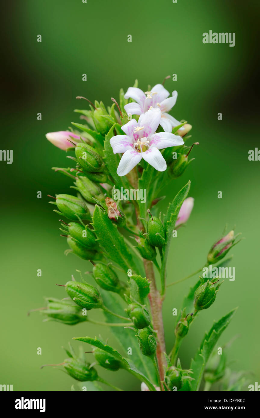 Capraria, Goatweed (Capraria biflora), flowers, Sanibel Island, Florida ...