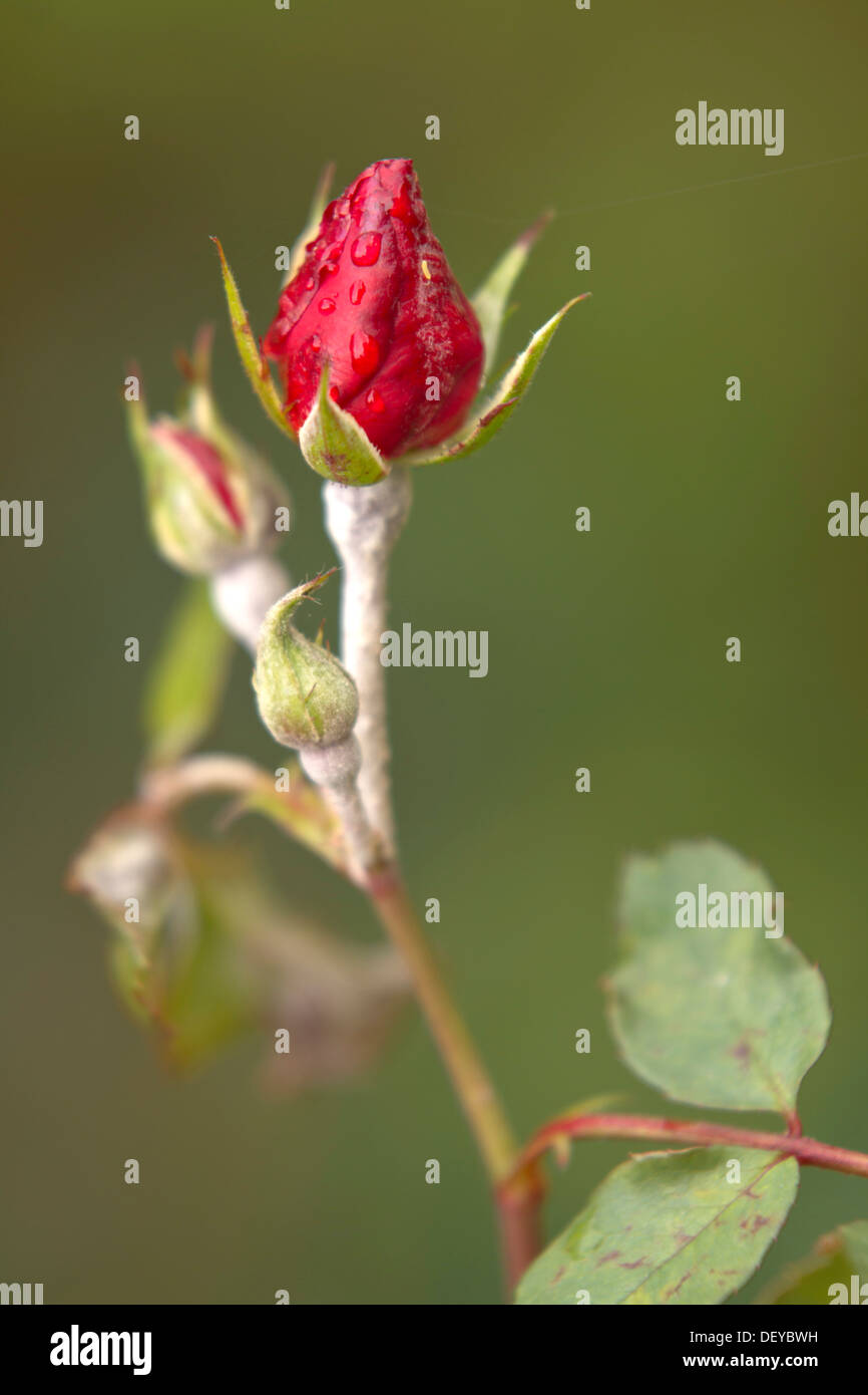Closed rose bud hi-res stock photography and images - Alamy