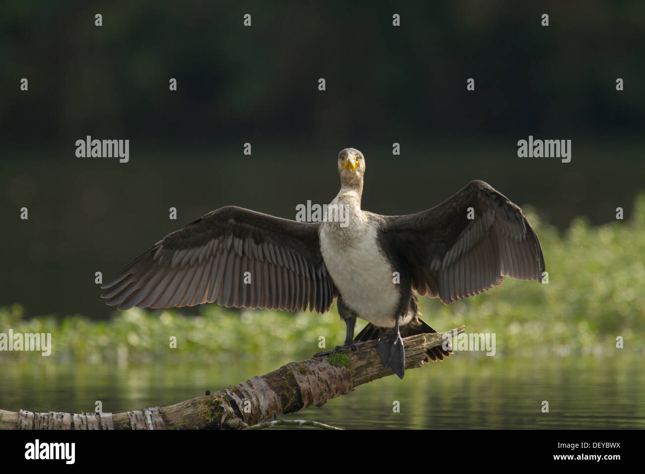 Great Cormorant (Phalacrocorax carbo), standing with outstretched wings ...