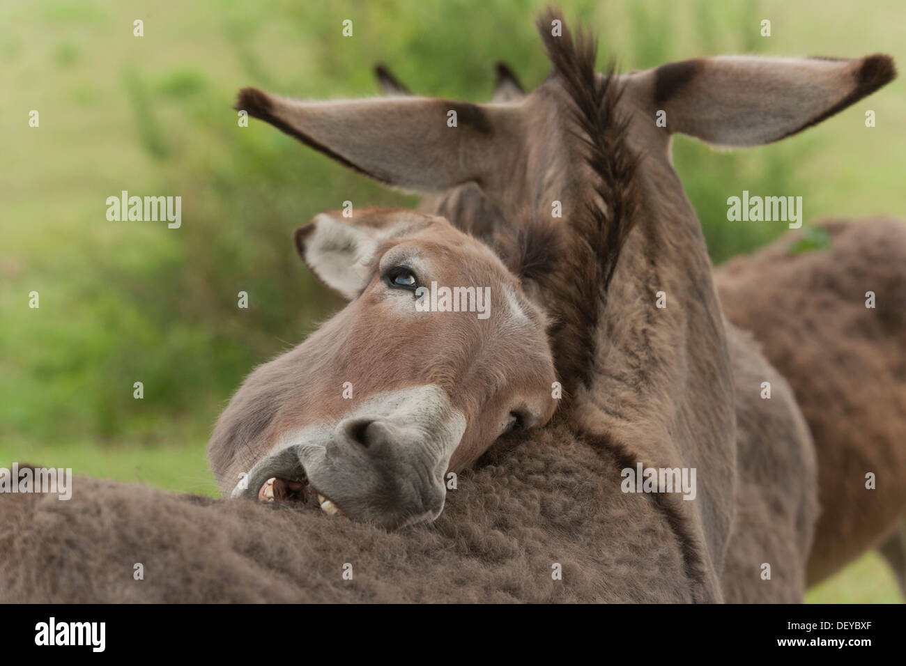 Domestic Donkeys (Equus asinus asinus), mutual grooming, Wahner Heide ...