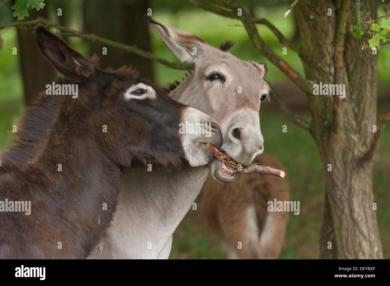Young Domestic Donkeys (Equus asinus asinus), two stallions chewing on ...