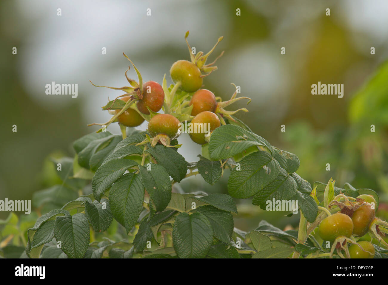 Japanese Rose or Ramanas Rose (Rosa rugosa), Bergisches Land, North ...