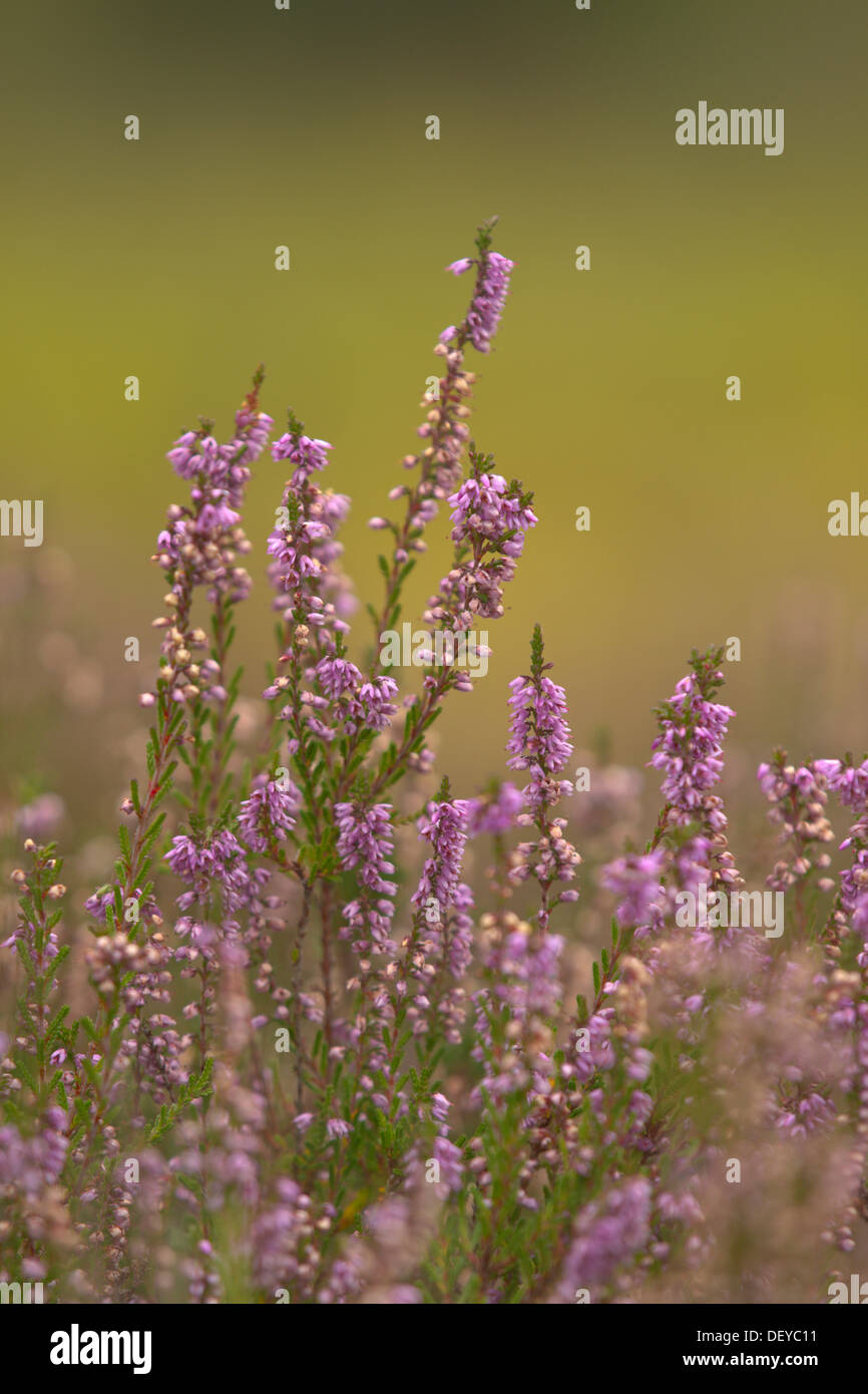 Common Heather or Ling (Calluna vulgaris), Wahner Heide Nature Reserve ...