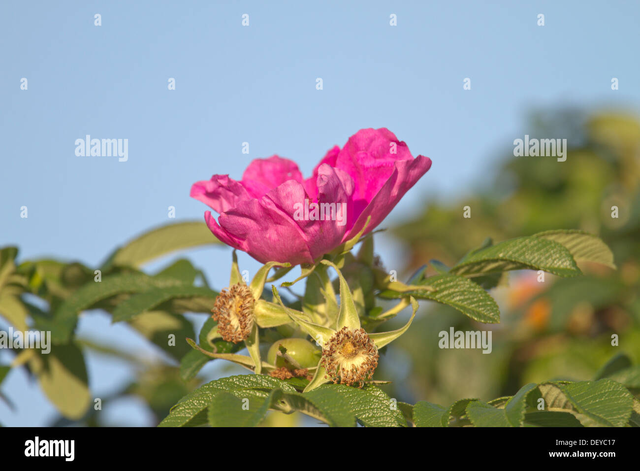 Japanese ramanas hi-res stock photography and images - Alamy