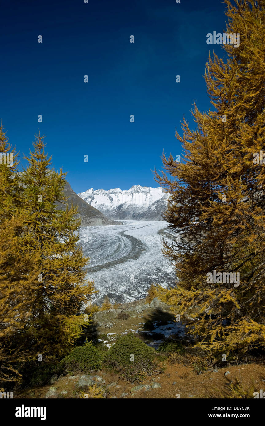 Aletsch glacier unesco world heritage hi-res stock photography and ...