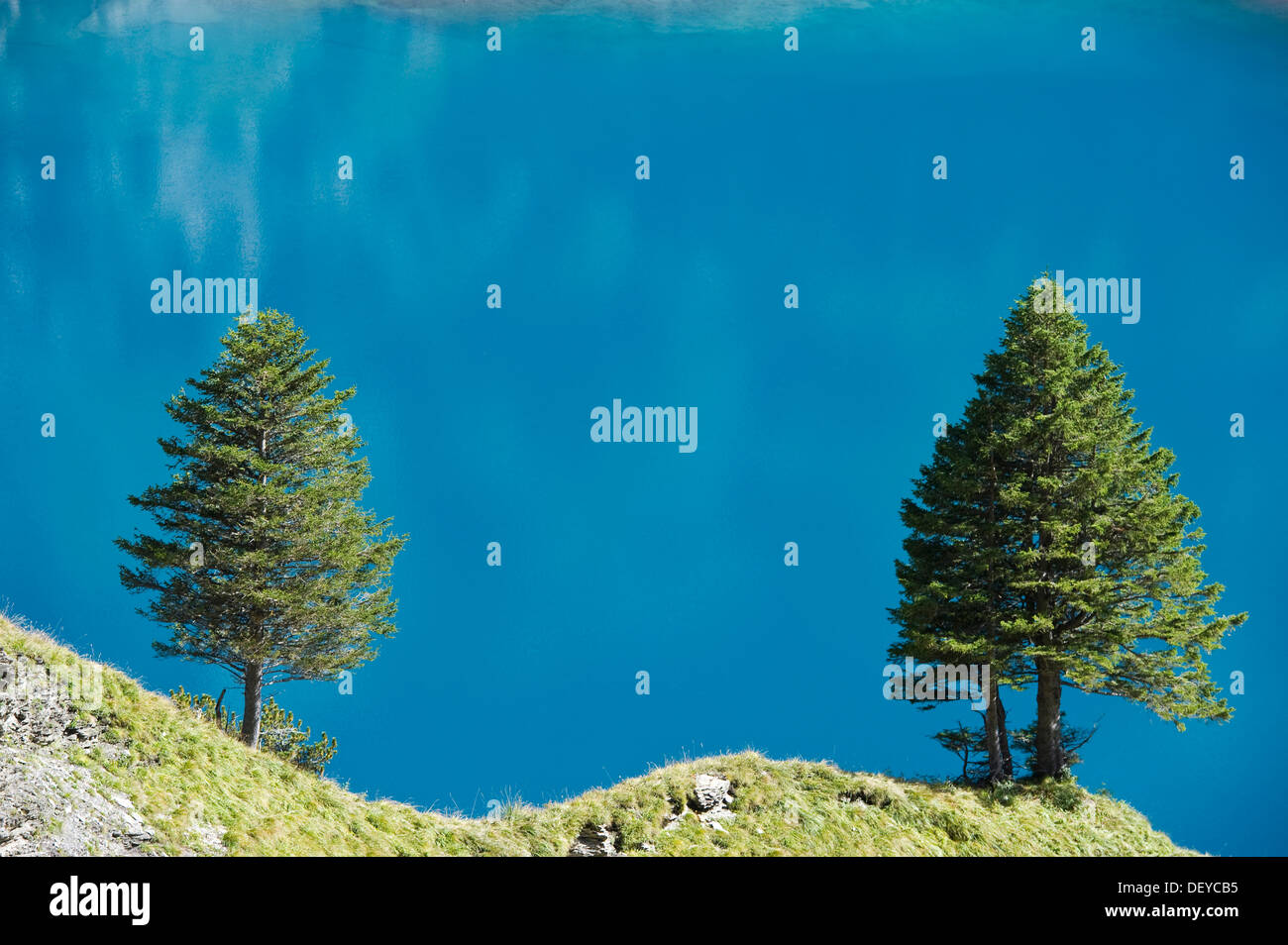 Coniferales pinales plants plant prealps hi-res stock photography and ...