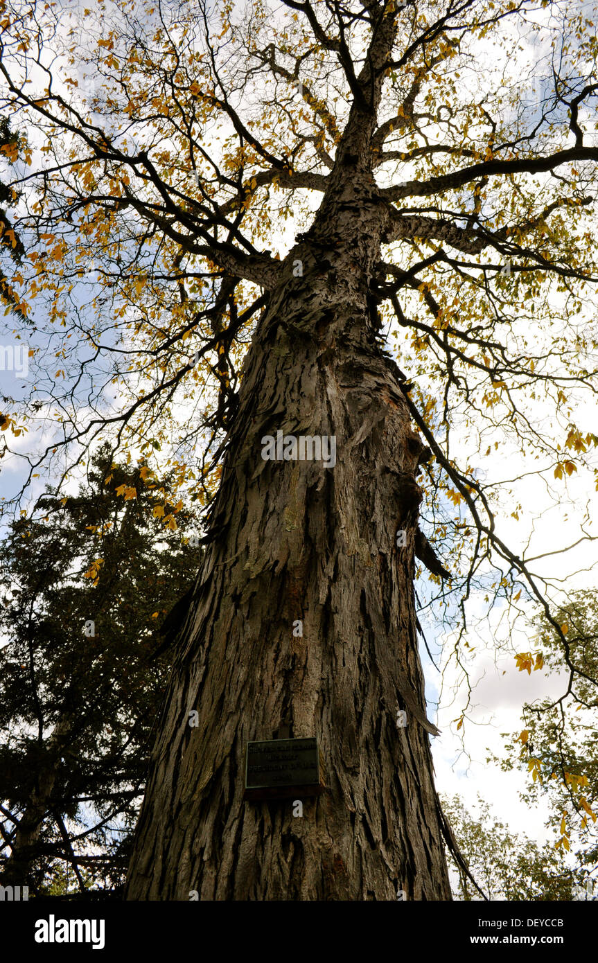 Tree - President Grover Cleveland Hickory 1893 Stock Photo - Alamy