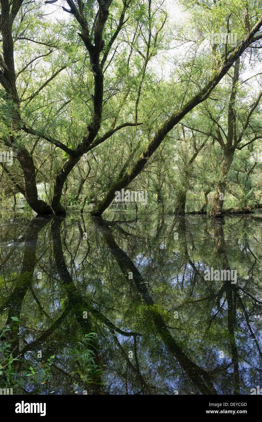 White Willows (Salix alba) growing in the floodplains of the Rhine near ...