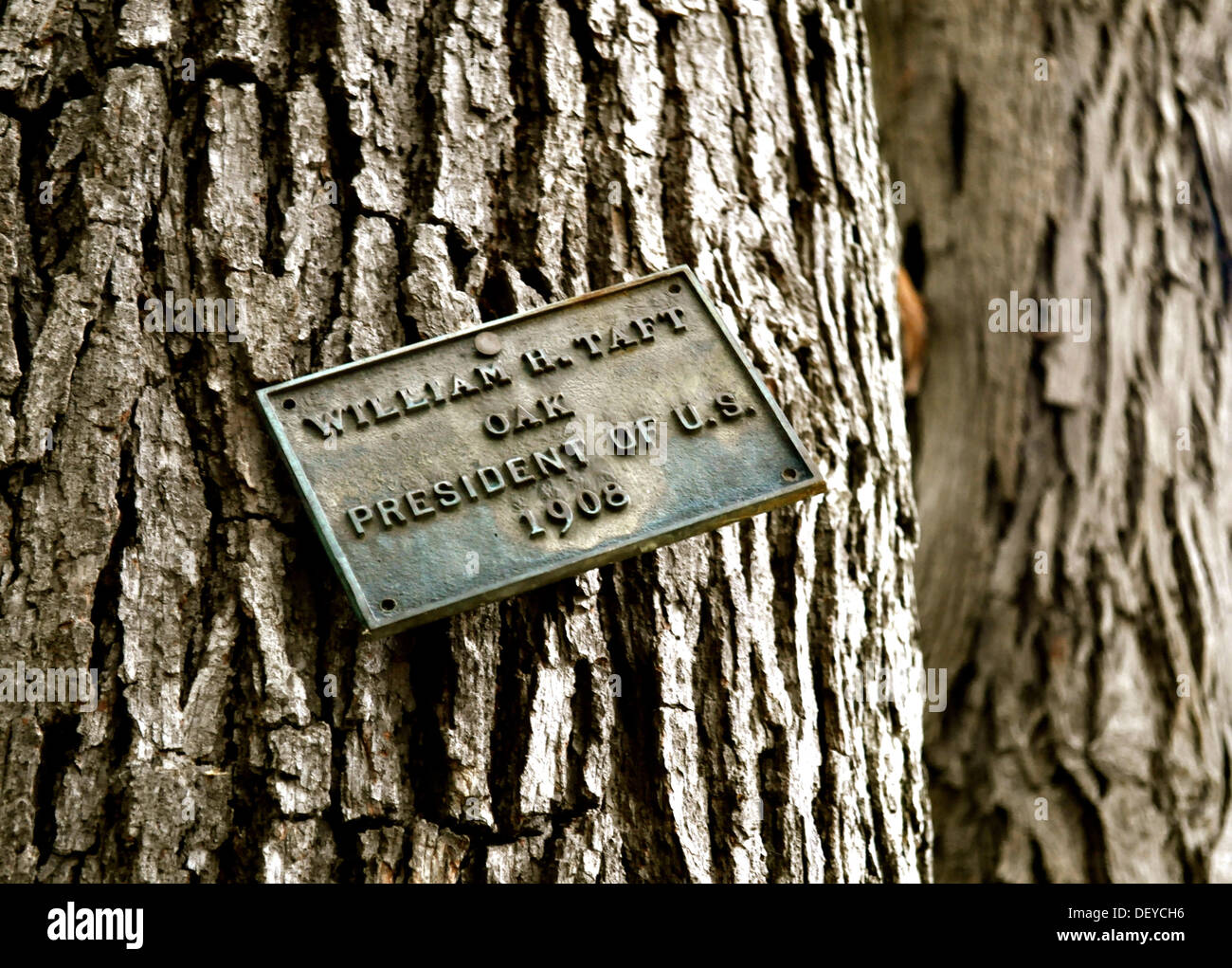 Plaque oak tree hi-res stock photography and images - Alamy