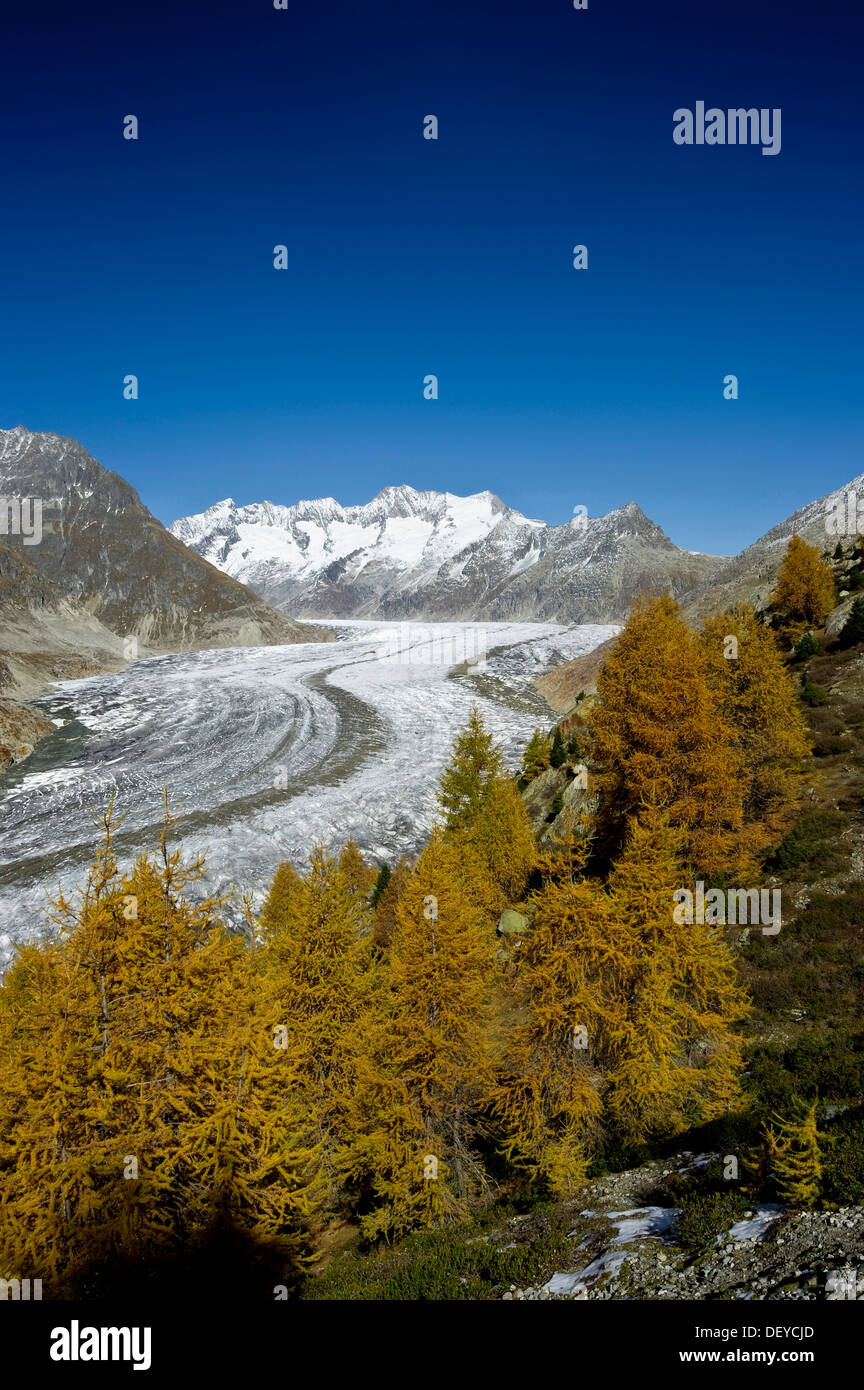 Aletsch Forest and the Aletsch Glacier, UNESCO World Heritage Site ...