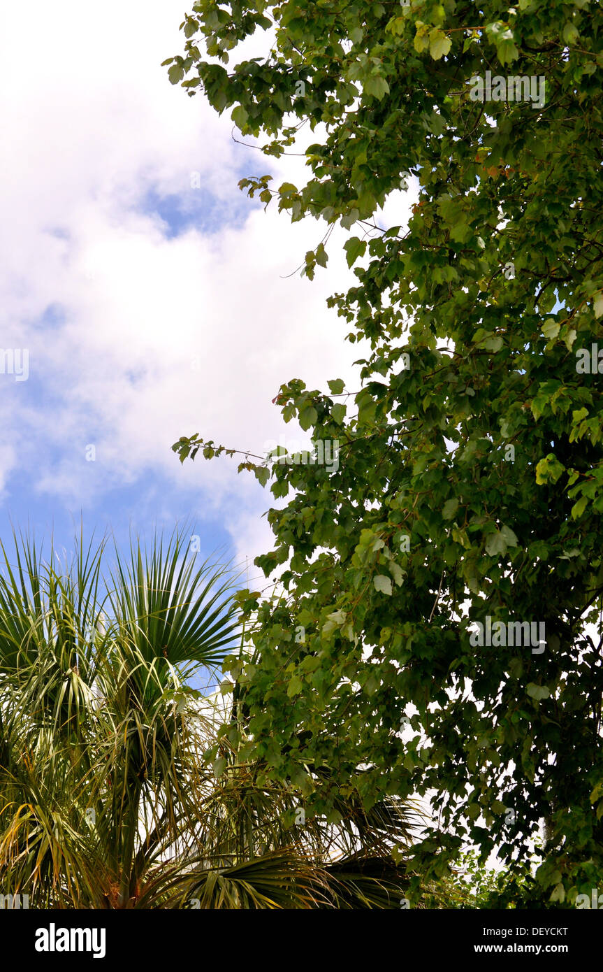 Tree and Cloud Background 2 Stock Photo - Alamy