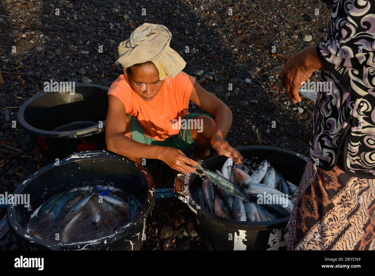 Indian fish sorting hi-res stock photography and images - Alamy