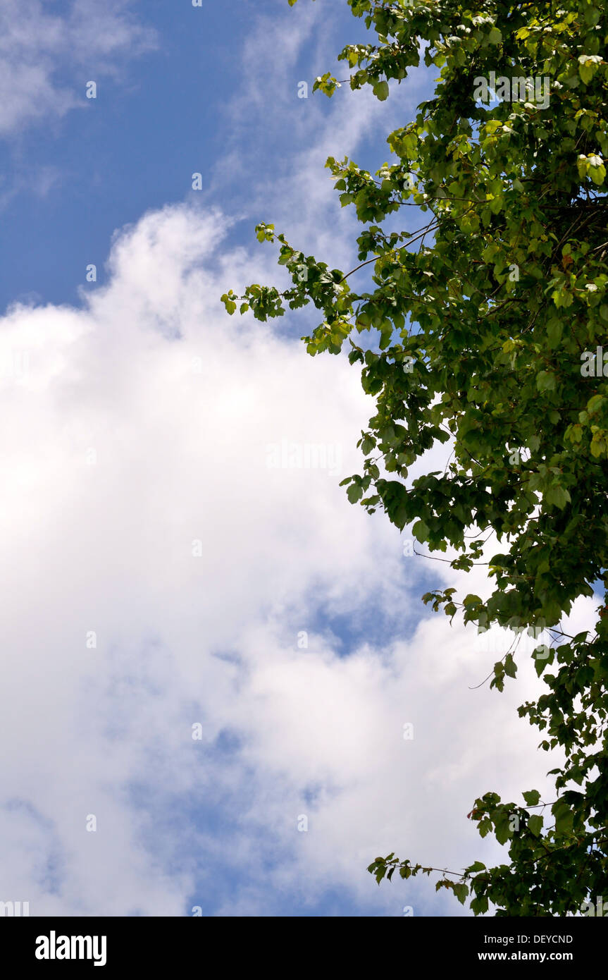 Tree and cloud background Stock Photo - Alamy