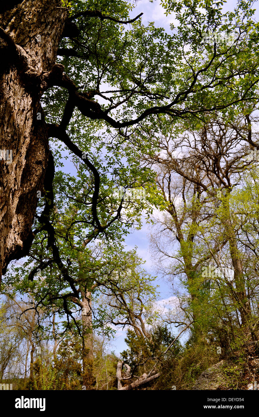 Tree and sky Stock Photo - Alamy