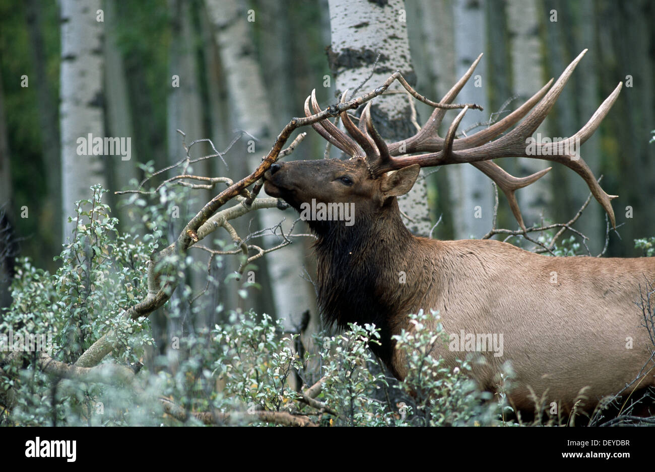 Elk bull (Cervus canadensis). Rocky Mountains, Jasper national park ...