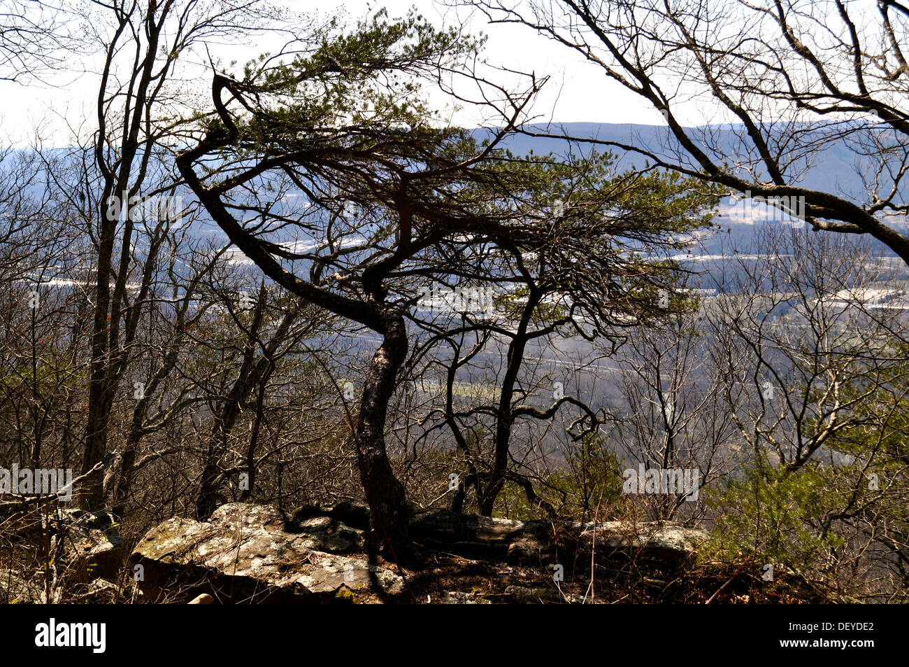 Tree perched over Chattanooga Tennessee Stock Photo - Alamy