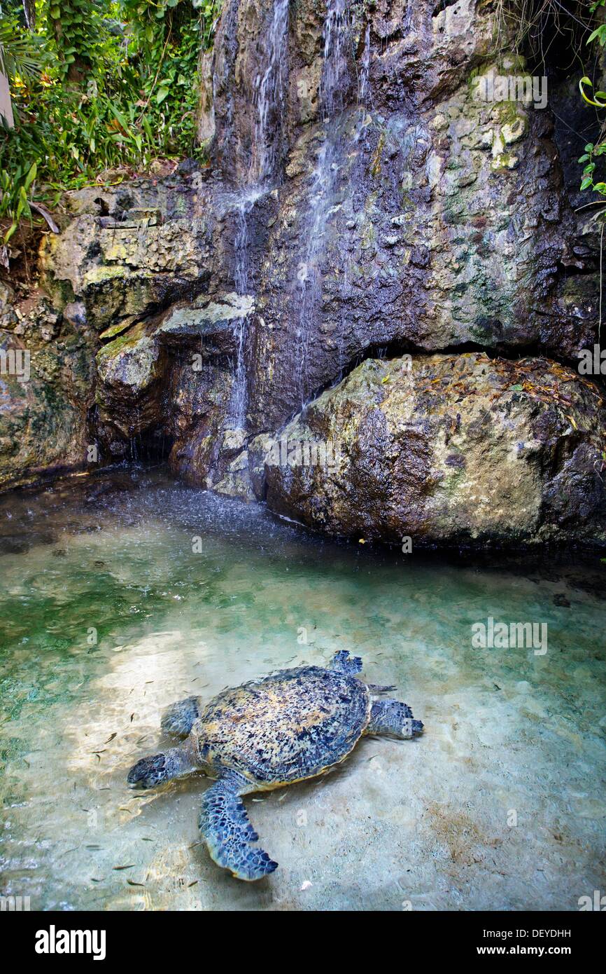 Jamaica Turtle Stock Photos & Jamaica Turtle Stock Images - Alamy
