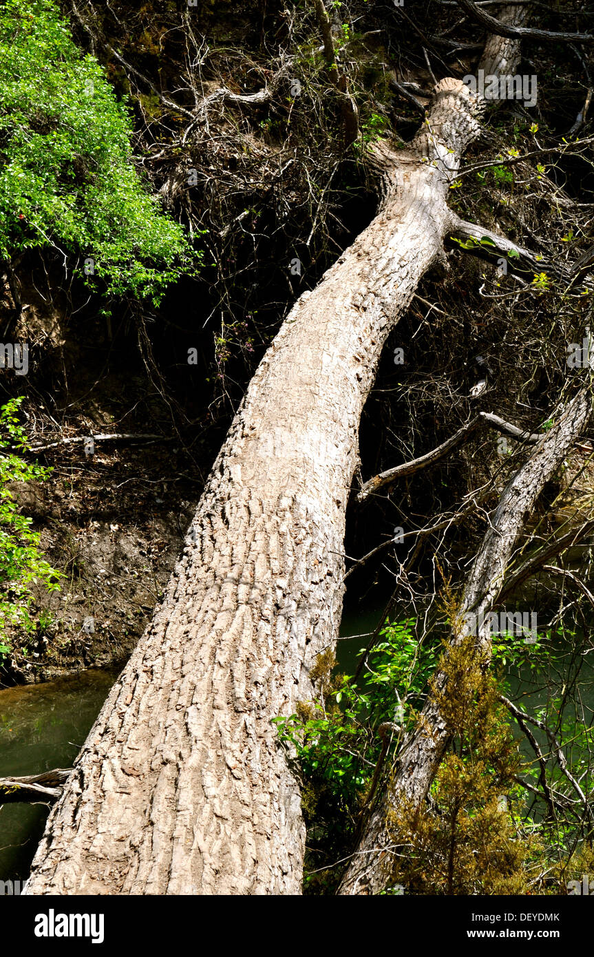 Tree Trunk Bridge Stock Photo - Alamy