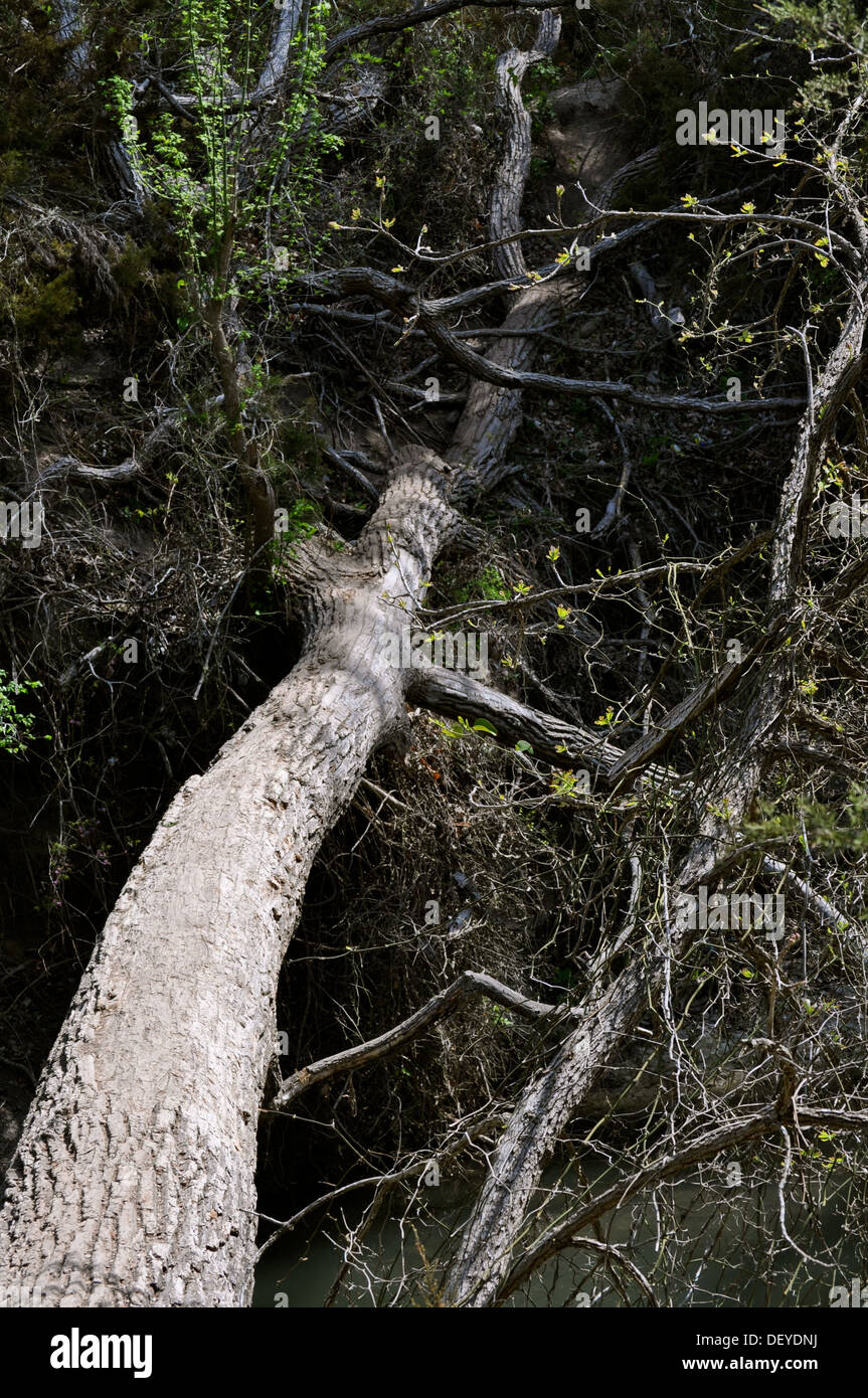 Tree Trunk Bridge Stock Photo - Alamy