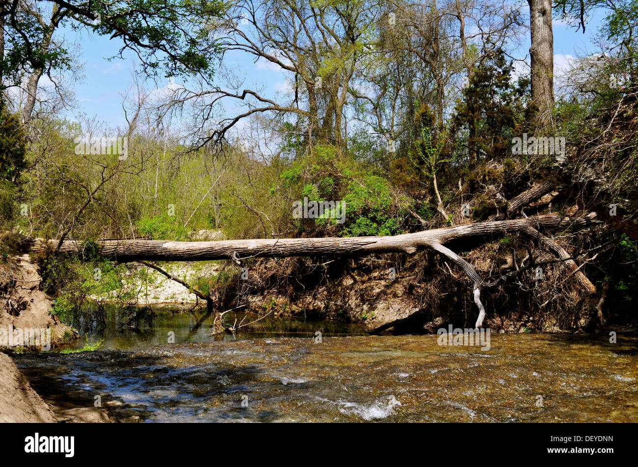 Tree Trunk Bridge Stock Photo - Alamy