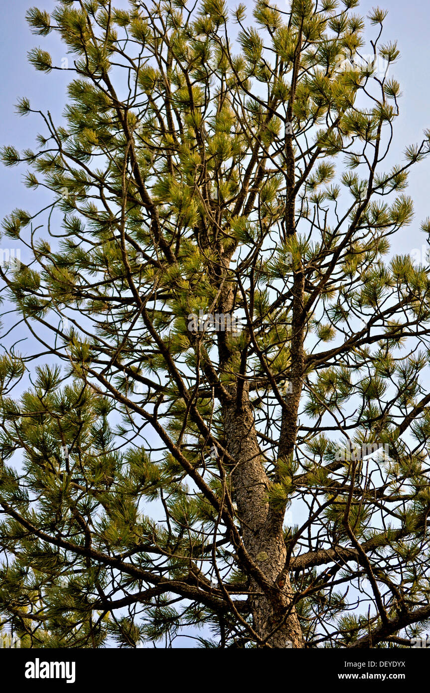 Tree with needles Stock Photo - Alamy